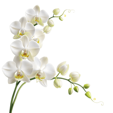 Décès de Madame Denise SÉNÉCHAL née DUPIRE (27-07-25)